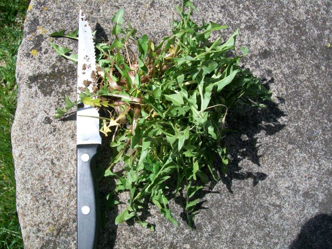 Spring Tonic – Pennsylvania Dutch At-Home Companion