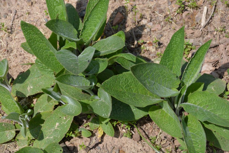 The Pennsylvania German Herb Garden: Food and Medicine – Pennsylvania ...