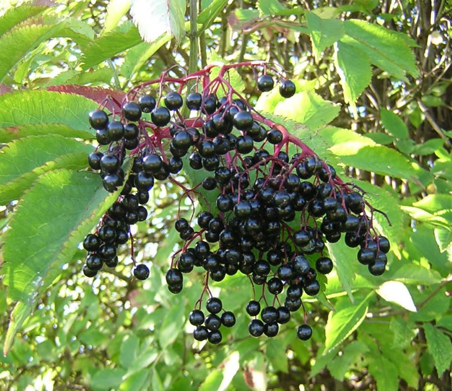 The Pennsylvania German Herb Garden: Food and Medicine – Pennsylvania ...